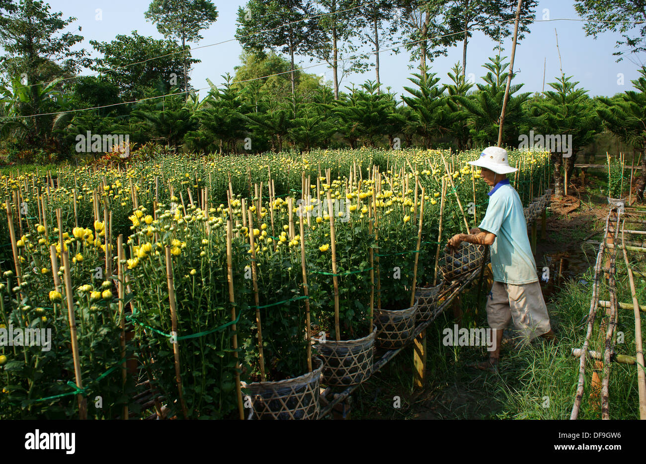 Farmer harvest yellow daisy pot in morning Stock Photo - Alamy