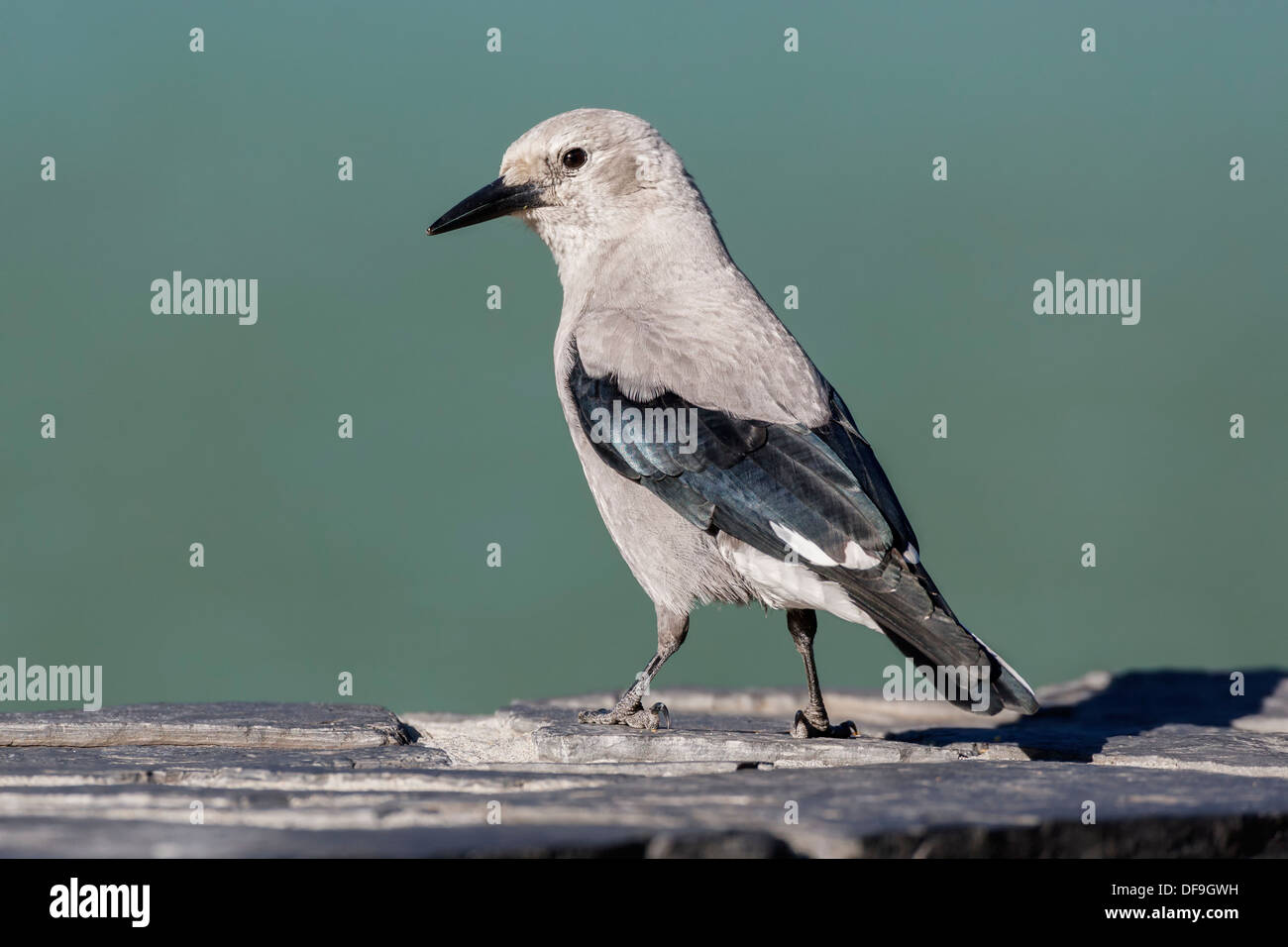 Nutcracker bird species hi-res stock photography and images - Alamy