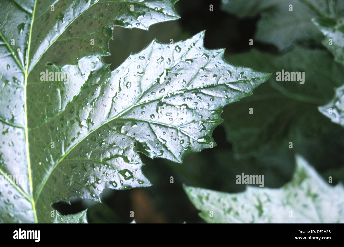 Acanthus acanthus sp hi-res stock photography and images - Alamy