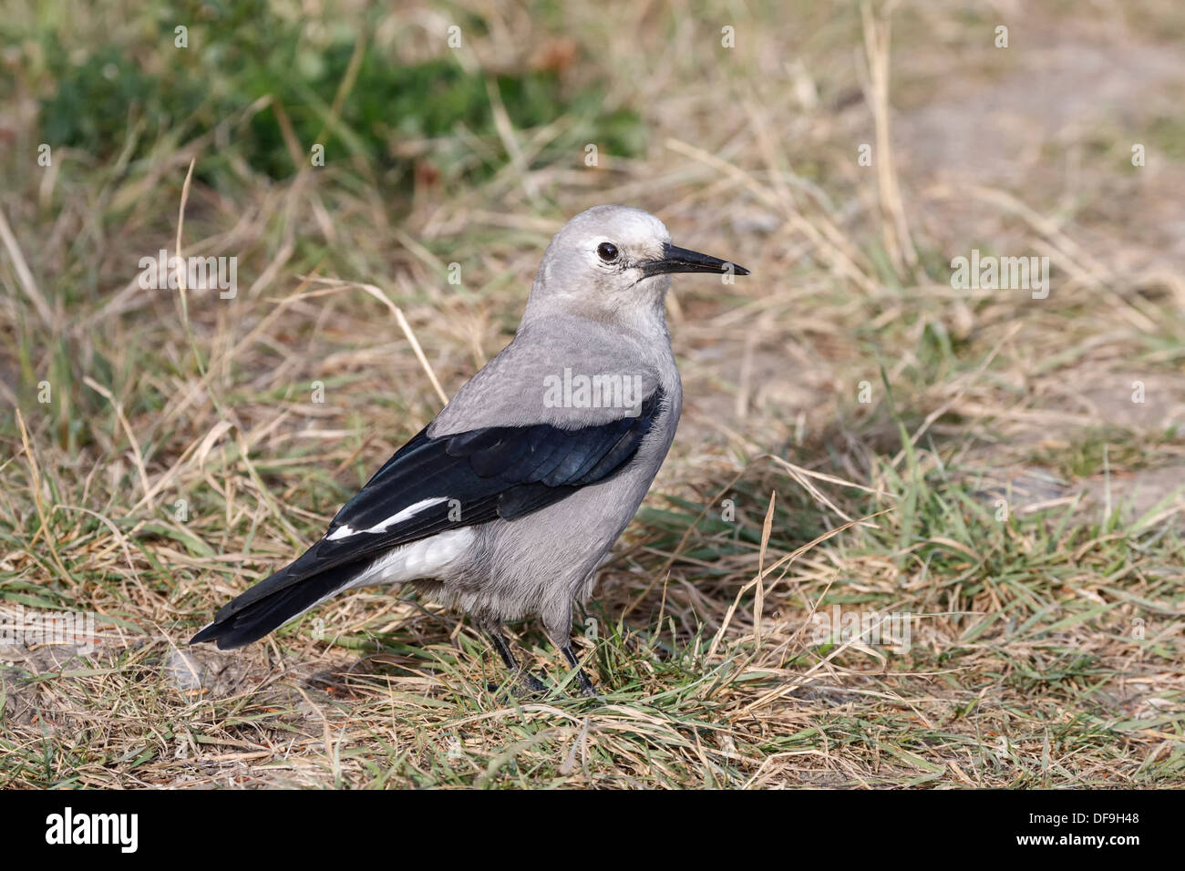Nutcracker bird species hi-res stock photography and images - Alamy
