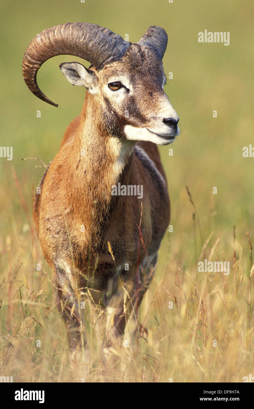 Male of sheep hi-res stock photography and images - Alamy