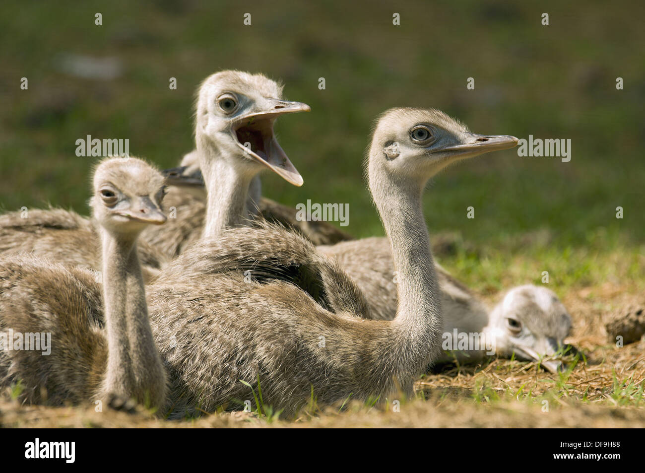 Rhea Bird Chick Stock Photos & Rhea Bird Chick Stock Images - Alamy