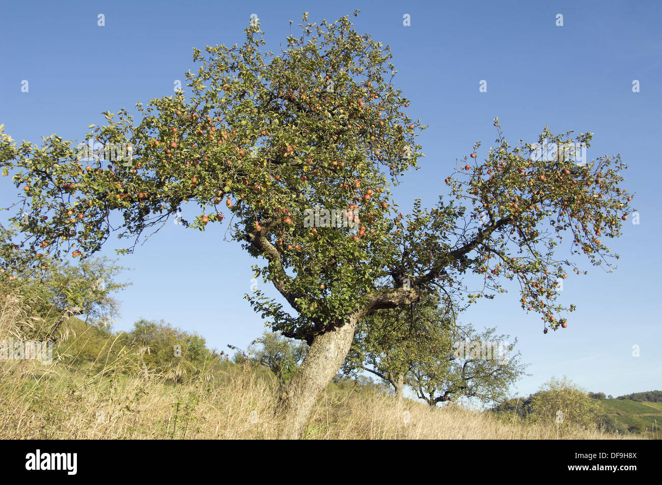 Old Apple Tree High Resolution Stock Photography and Images - Alamy