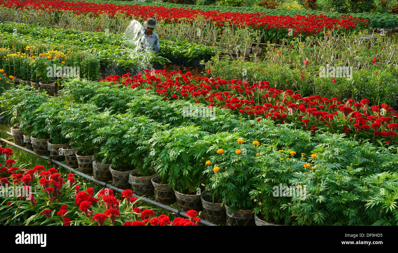 Farmer water the plants at daisy flower farm a Stock Photo - Alamy