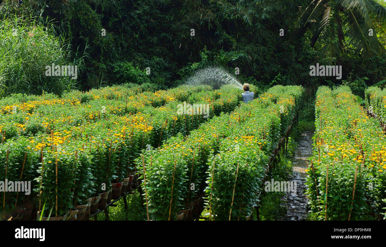 Farmer water the plants at daisy flower farm Stock Photo - Alamy