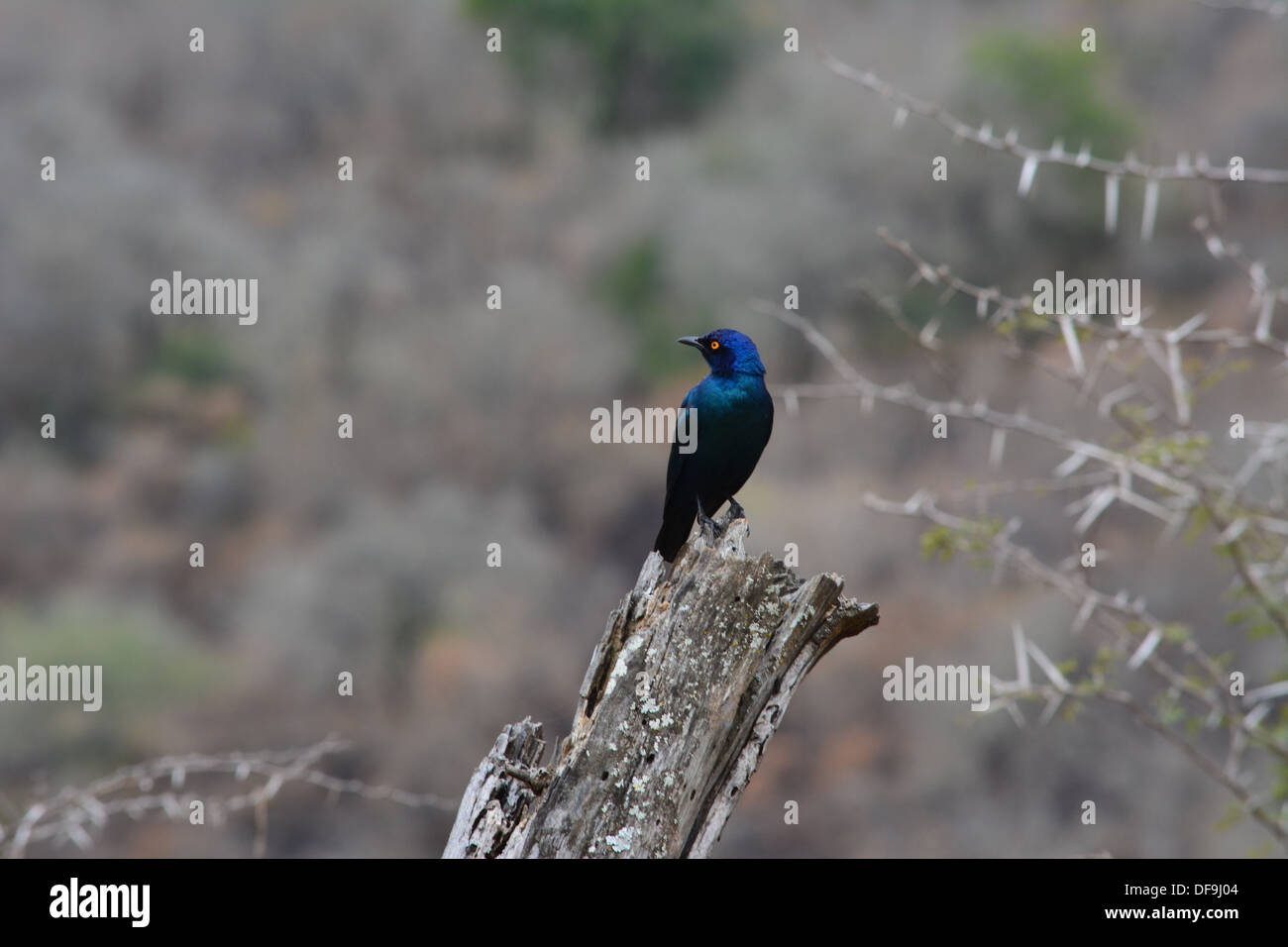 Beautiful Bird, looking around on a tree stump Stock Photo - Alamy