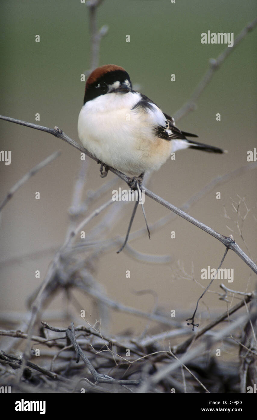 Woodchat shrike lanius senator male hi-res stock photography and images ...