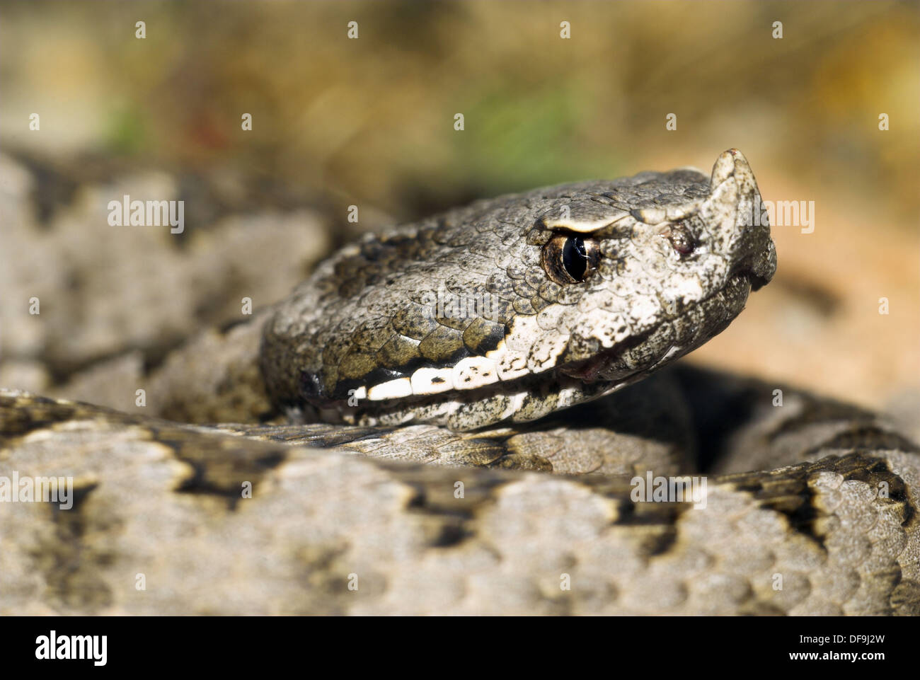 Snub nosed viper hi-res stock photography and images - Alamy
