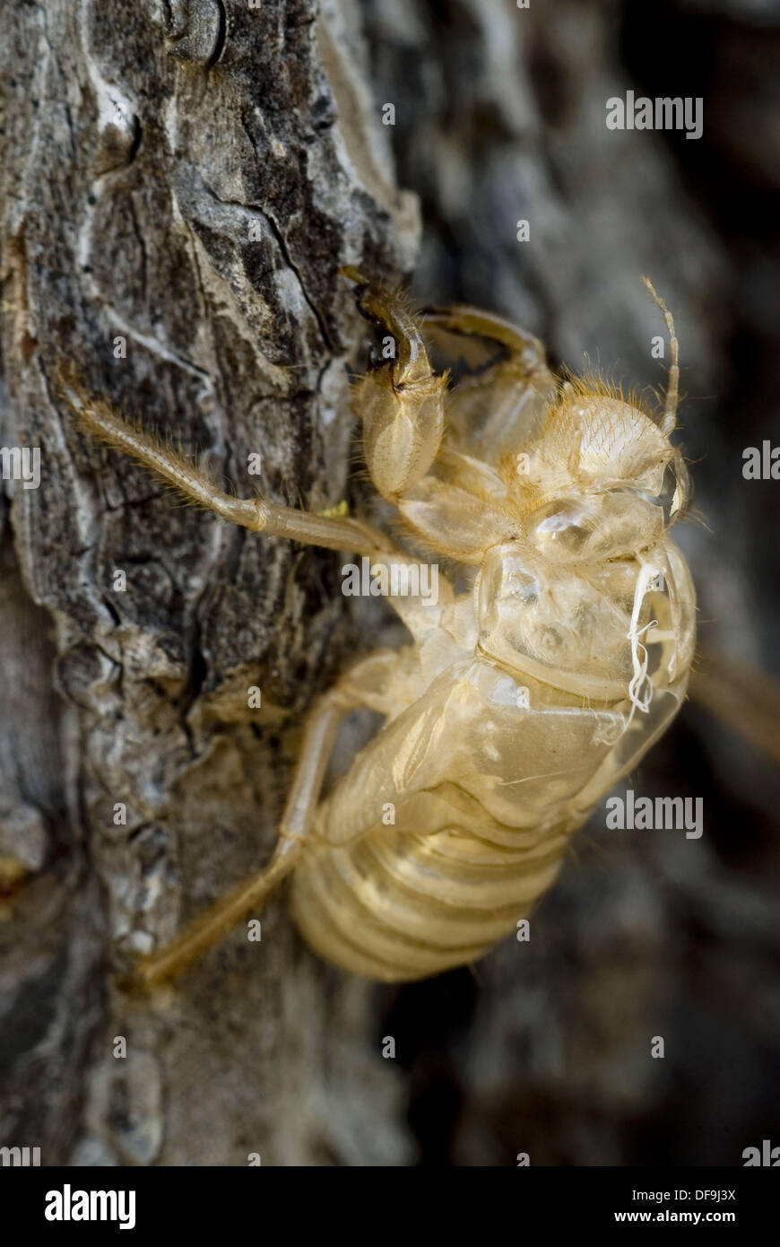 Arthropod exoskeleton hi-res stock photography and images - Alamy