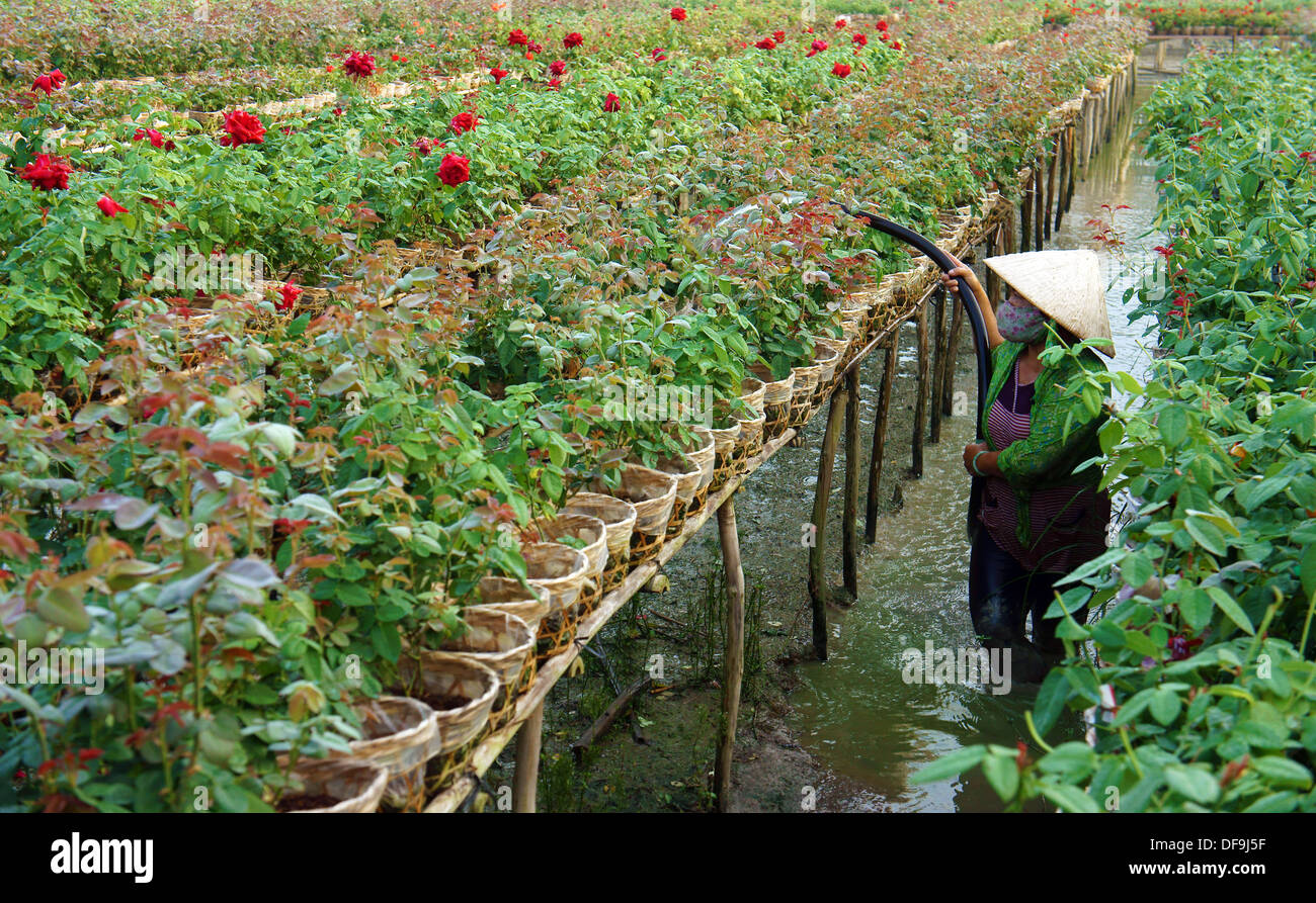 Women wear conical straw hat was watering the plants at rose farm Stock ...