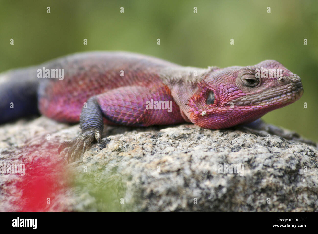 Serengeti tanzania odd hi-res stock photography and images - Alamy