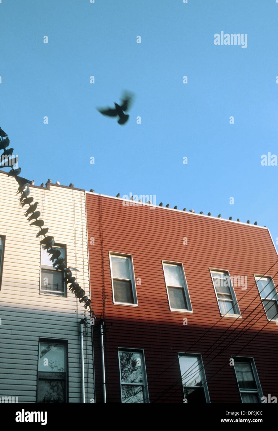 Pigeons on electrical wires hi-res stock photography and images - Alamy