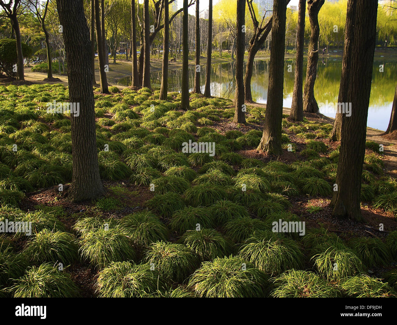 gardens in century park pudong shanghai china Stock Photo - Alamy