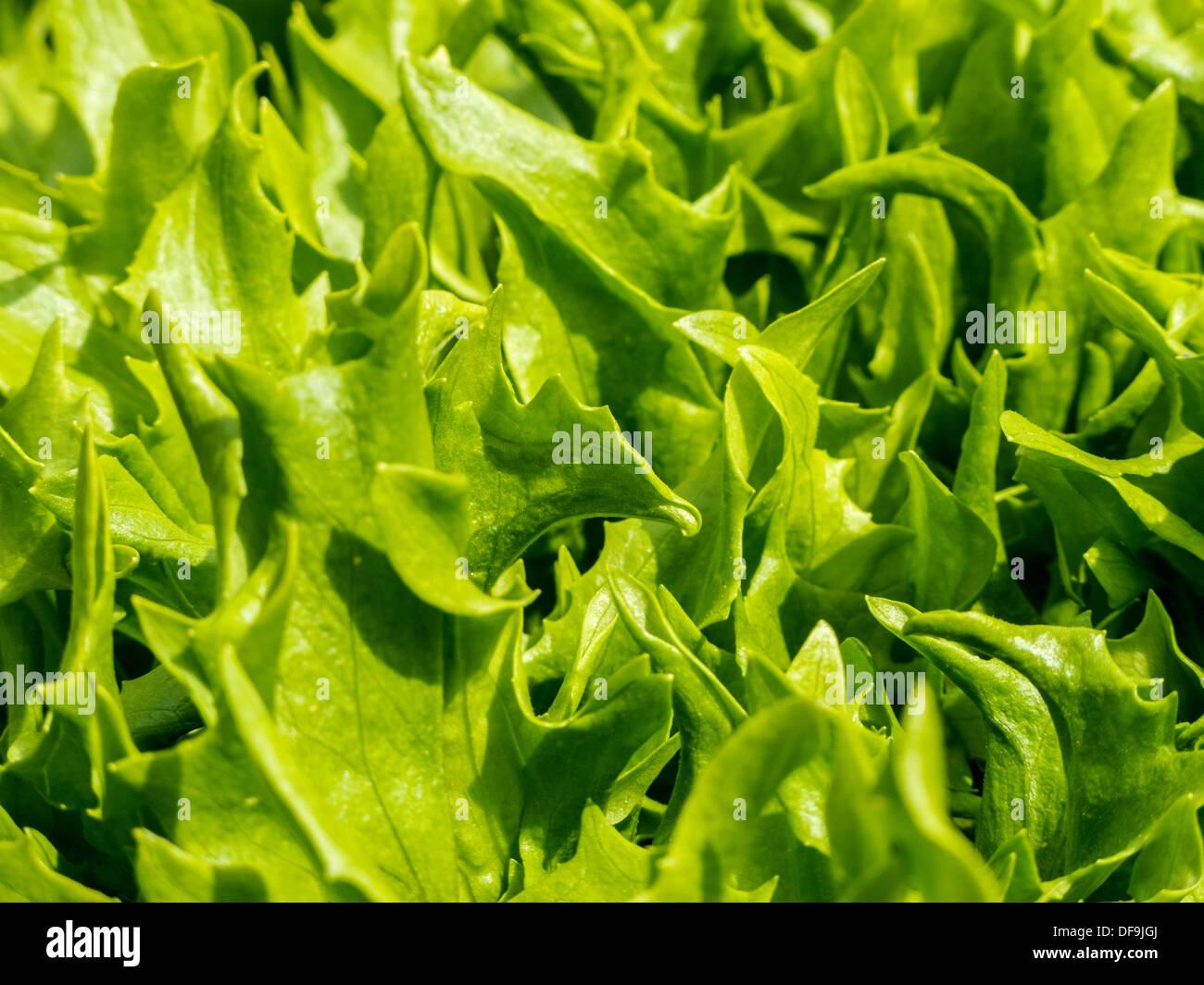 Summer queen lettuce hi-res stock photography and images - Alamy