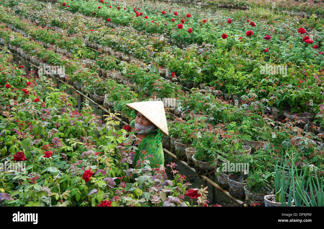 Women wear conical straw hat was watering the plants at rose farm Stock ...