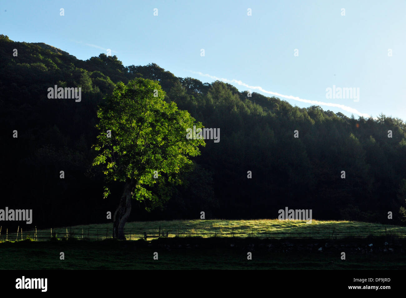 Blue sky and woodland hi-res stock photography and images - Alamy