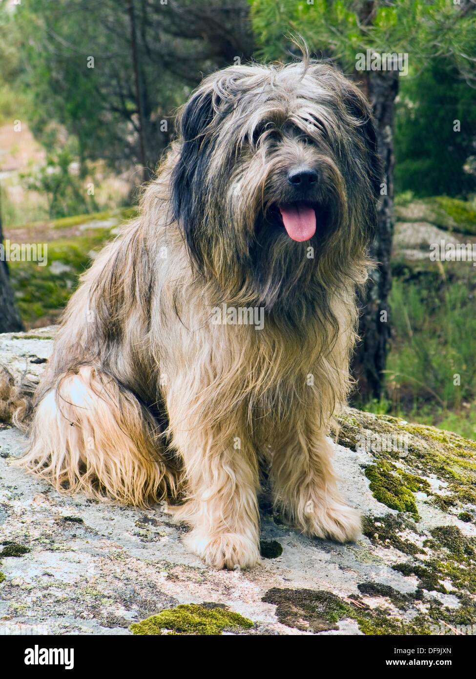 Does The Catalan Sheepdog Like To Swim