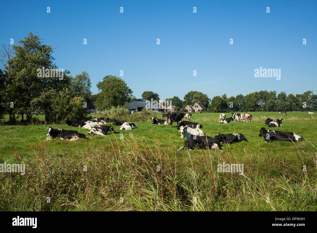 Typical Dutch landscape with a farm and cows in the pastures Stock ...