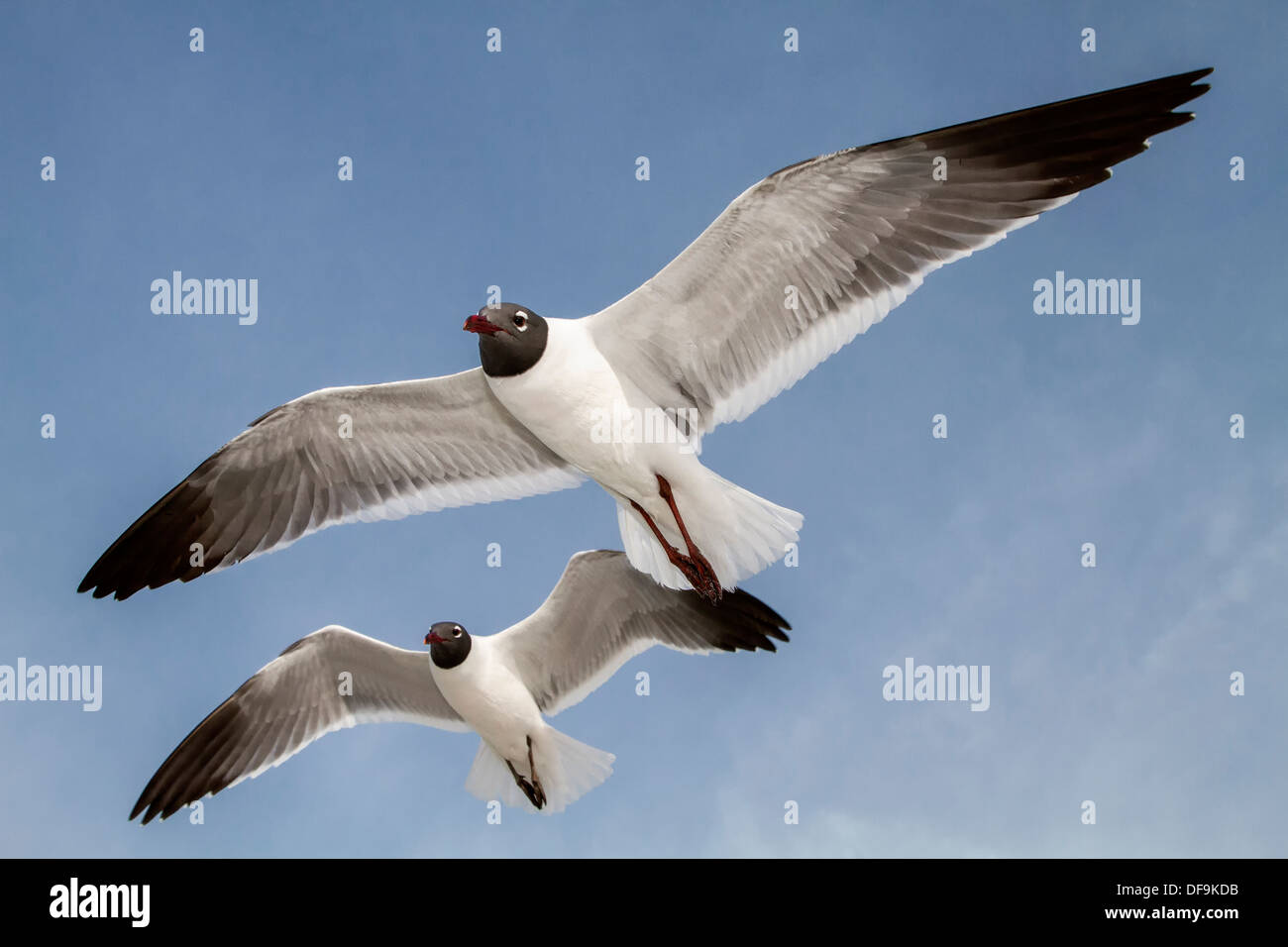 Adult laughing gulls hi-res stock photography and images - Alamy