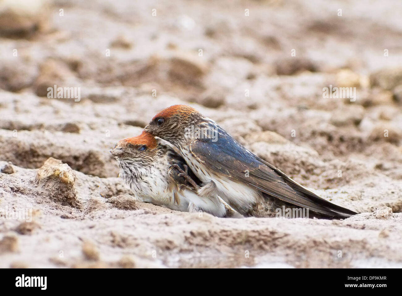 Swallows fighting hi-res stock photography and images - Alamy