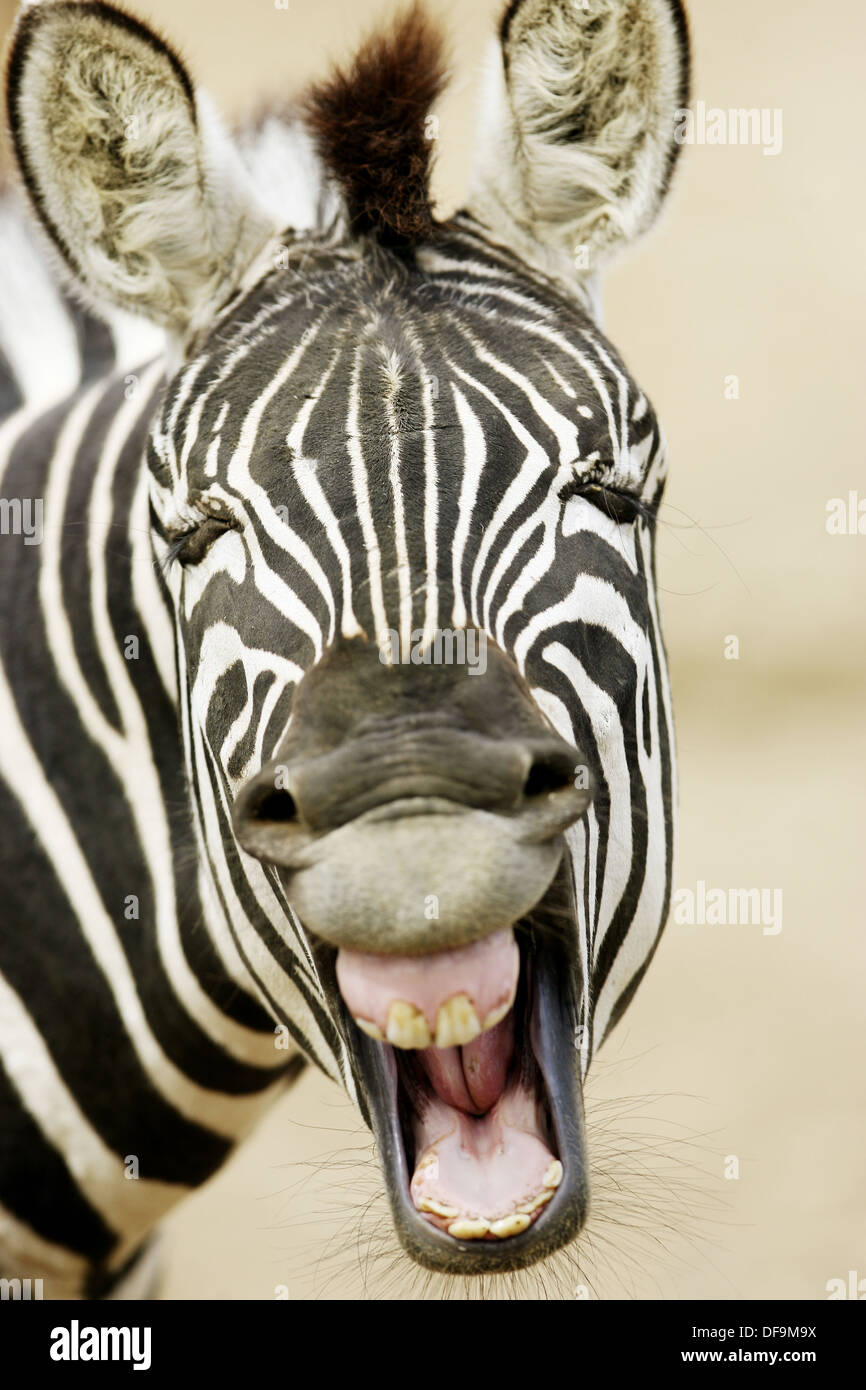 Close up zebra open mouth hi-res stock photography and images - Alamy