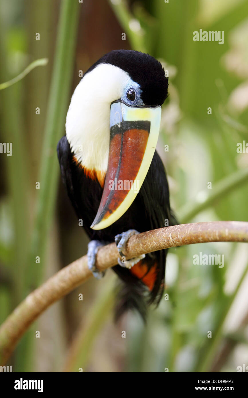 Ramphastos tucanus tucanus hi-res stock photography and images - Alamy