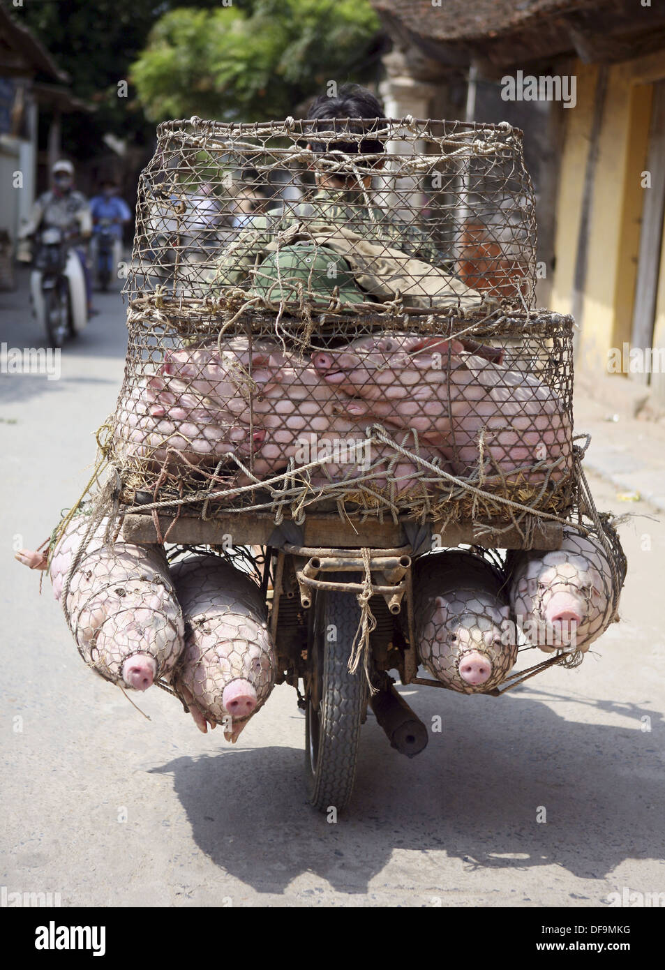 Transporting pigs hanoi vietnam hi-res stock photography and images - Alamy
