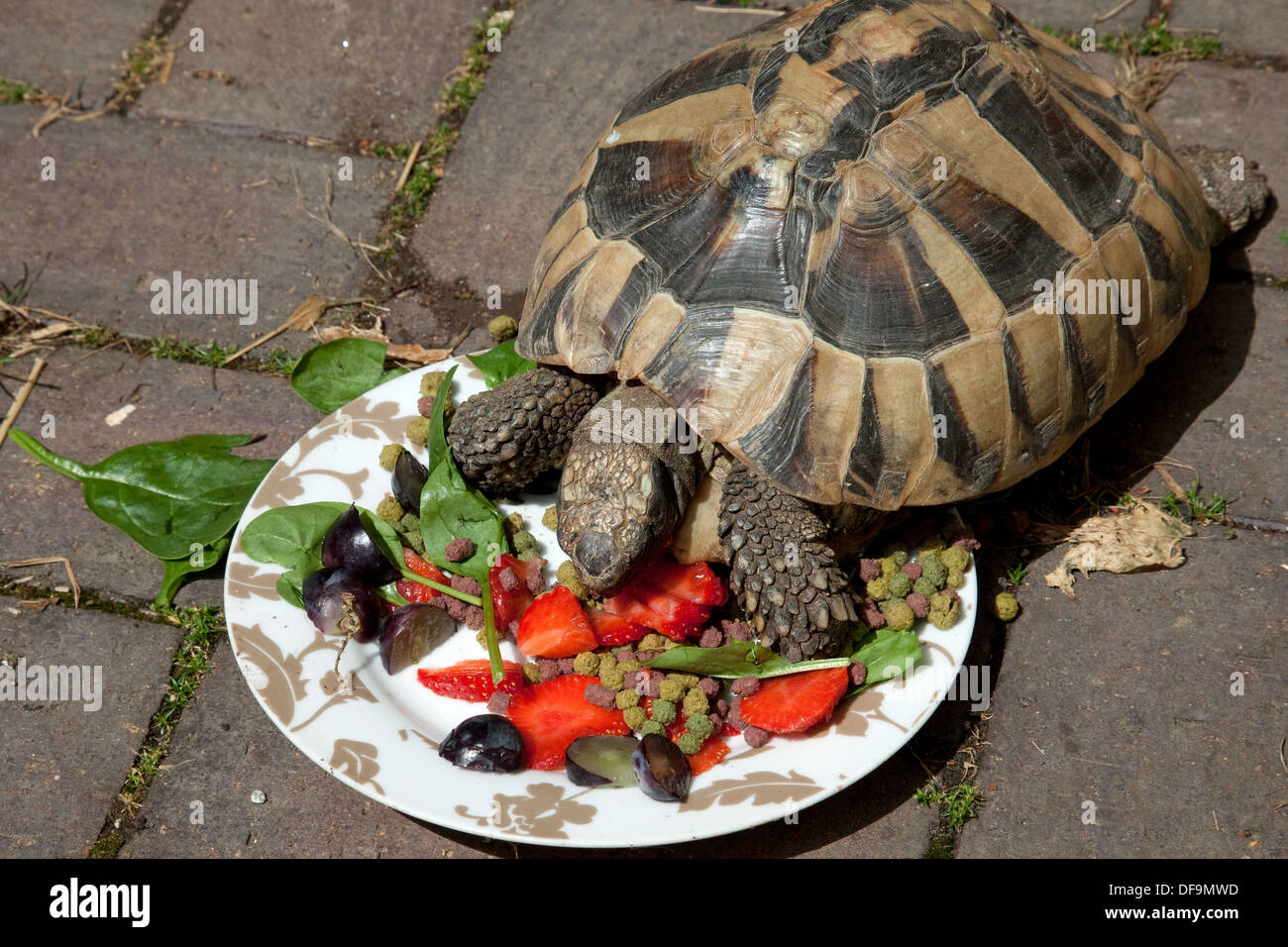 Tortoise eating uk hi-res stock photography and images - Alamy