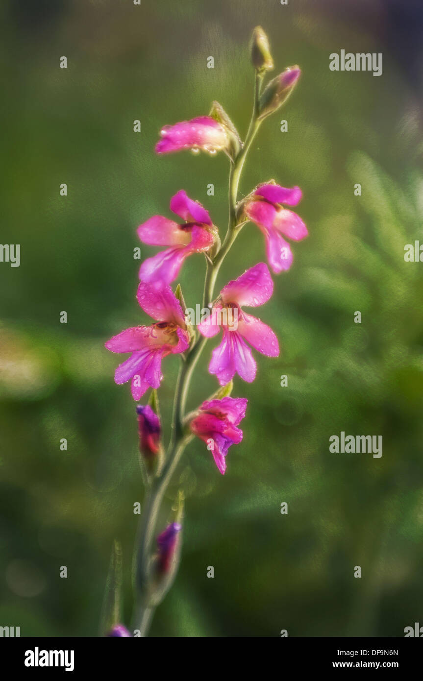 Gladiolus byzantinus hi-res stock photography and images - Alamy