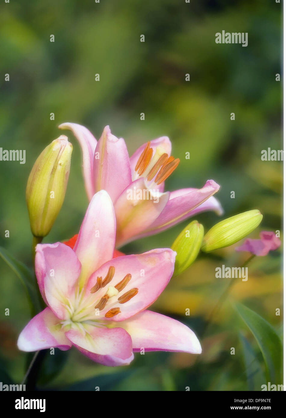 Asiatic lilies hi-res stock photography and images - Alamy