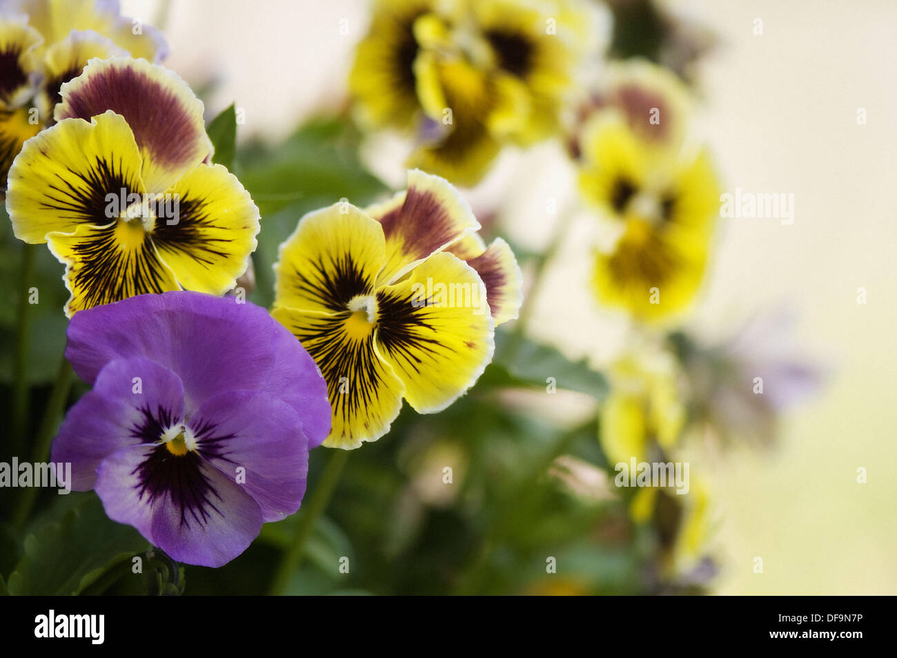 Blue and yellow pansies hi-res stock photography and images - Alamy