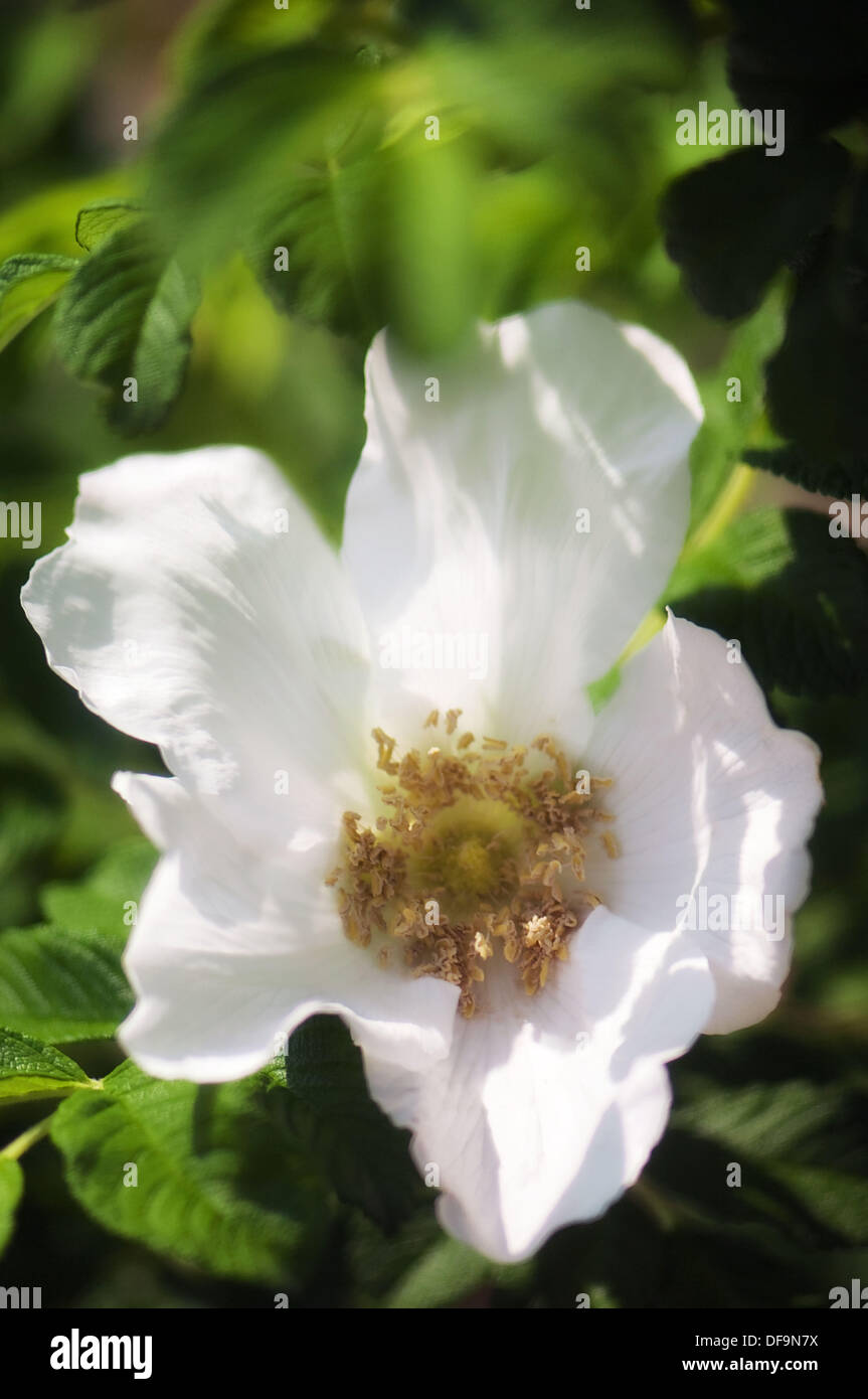 Rosa Alba Stock Photos & Rosa Alba Stock Images - Alamy