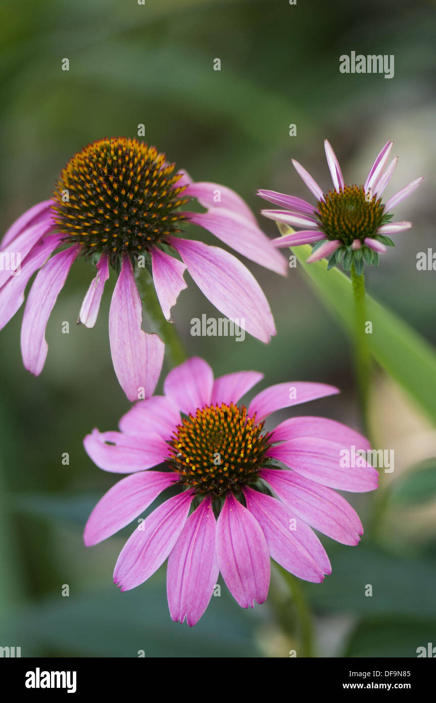 Pink Coneflower Trio. Echinacea purpurea Stock Photo - Alamy