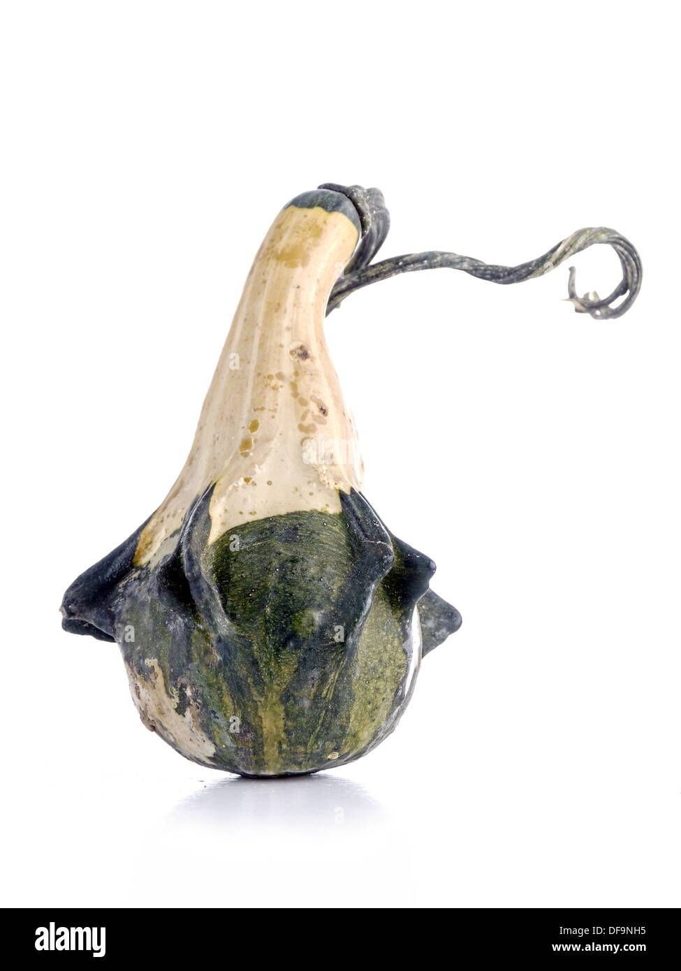 Summer squash shot on white background Stock Photo - Alamy