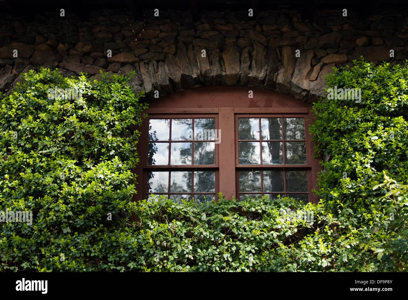 Ivy Growing Around Window High Resolution Stock Photography and Images ...