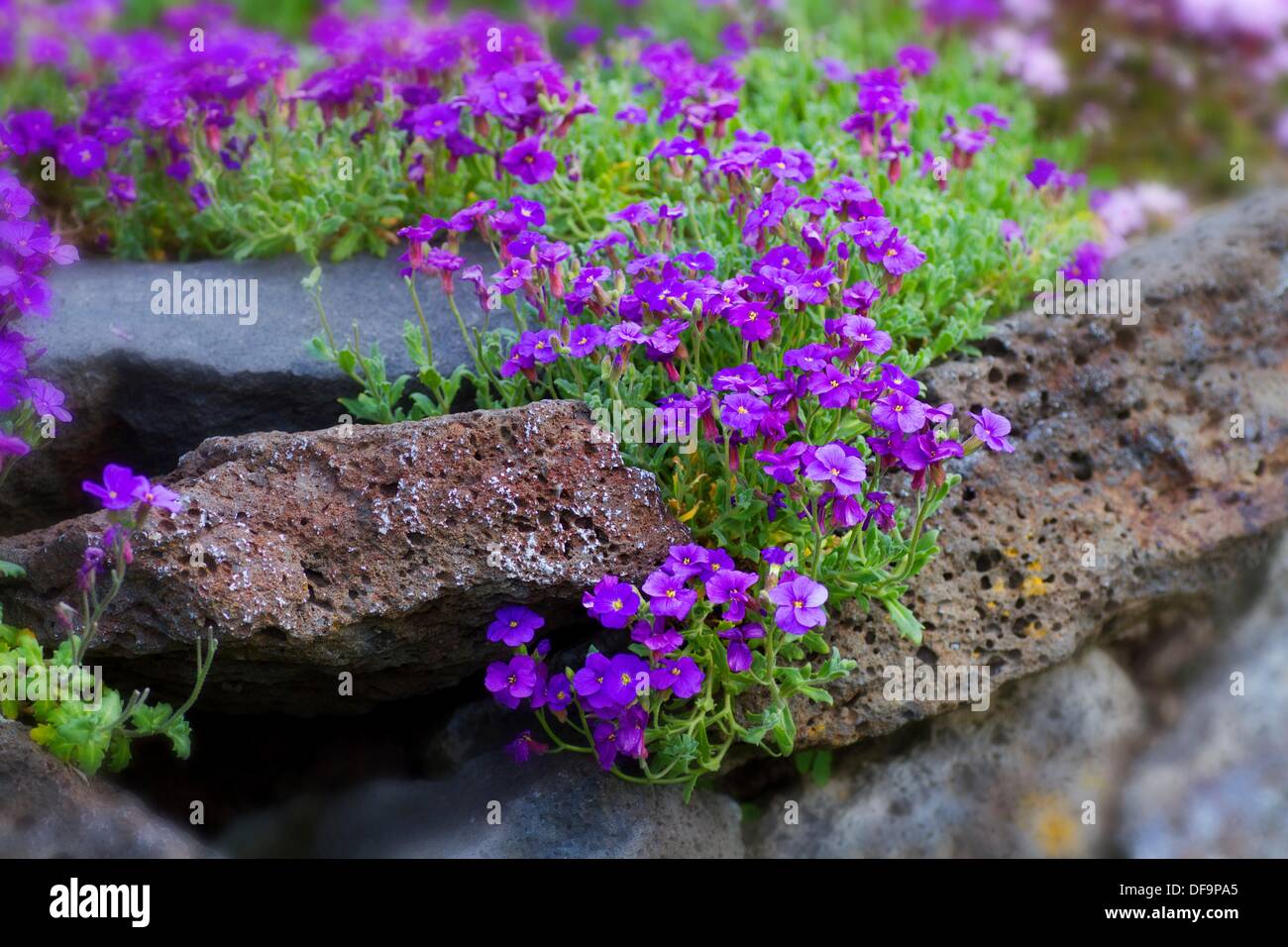 Whitewell purple hi-res stock photography and images - Alamy