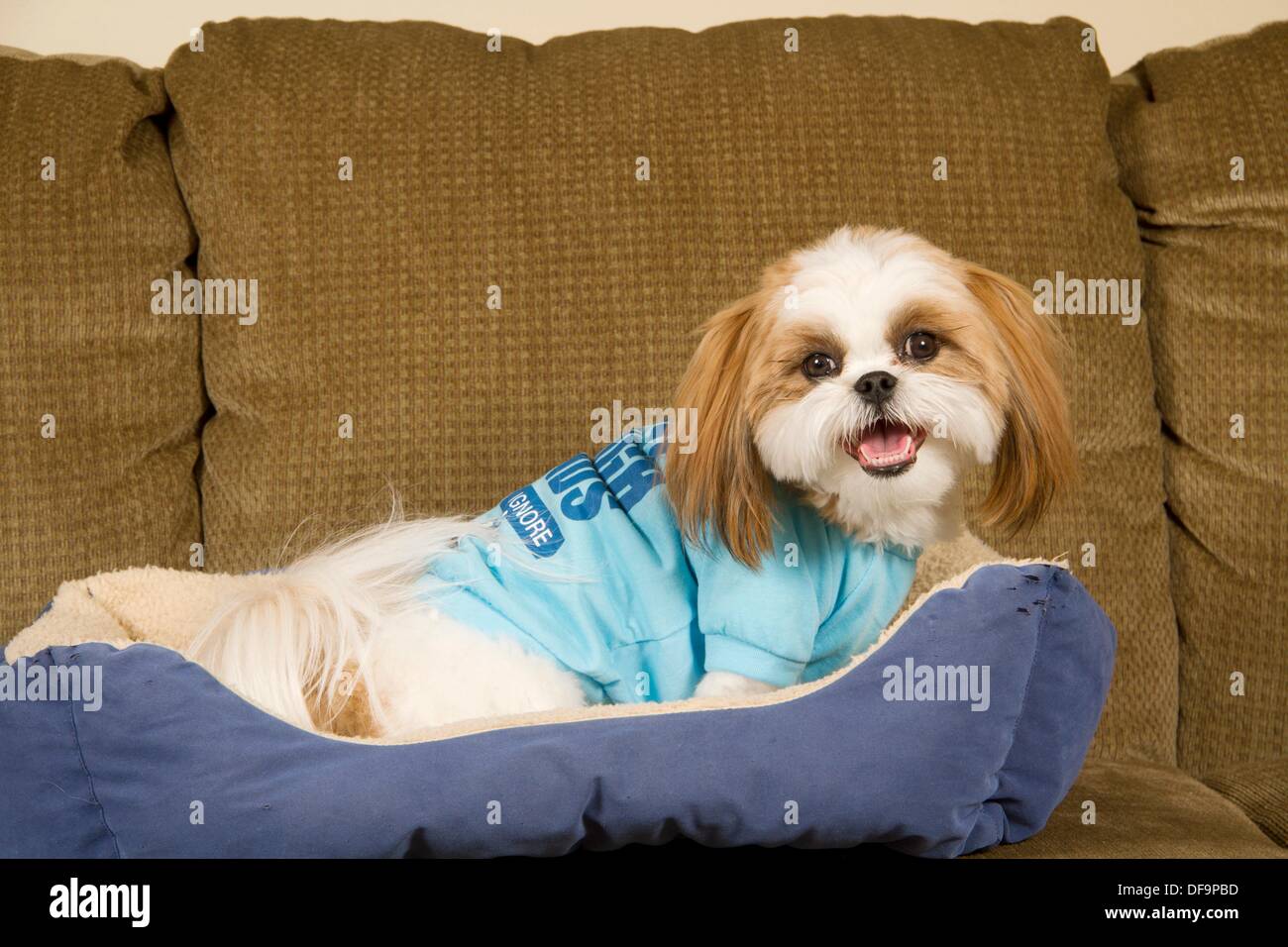 How Long Does Shih Tzu Labor Last