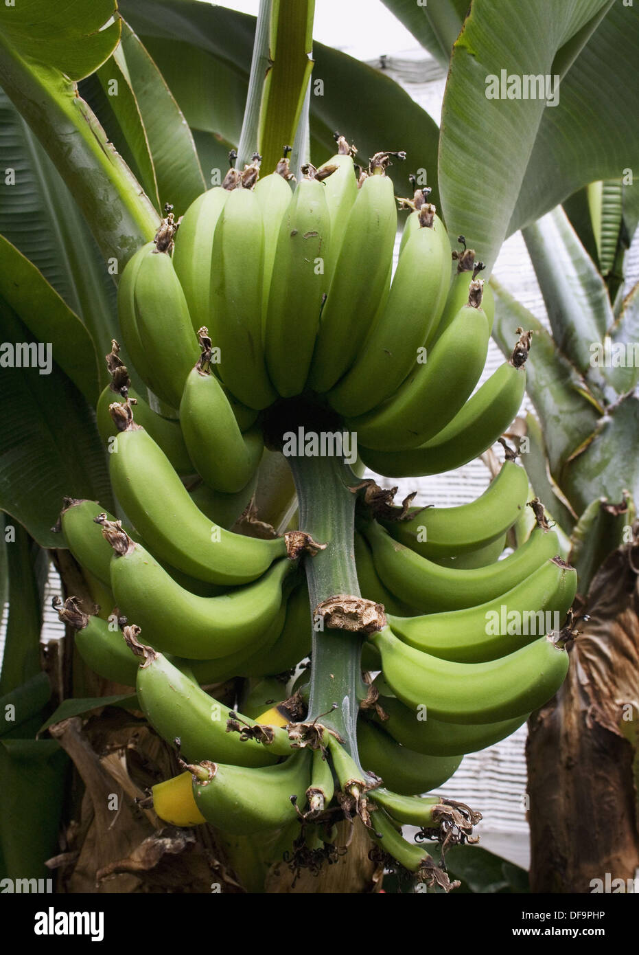 Dwarf cavendish banana hi-res stock photography and images - Alamy
