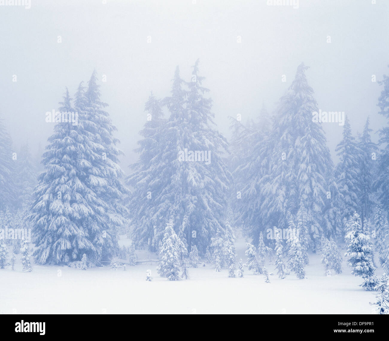 Snow covered hemlock tree hi-res stock photography and images - Alamy