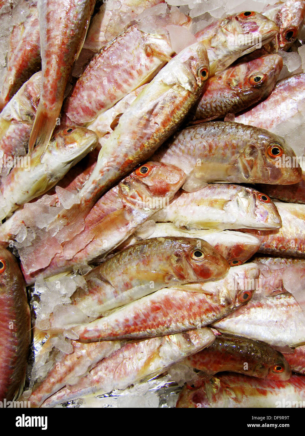 Striped red mullets mullus surmuletus hi-res stock photography and ...