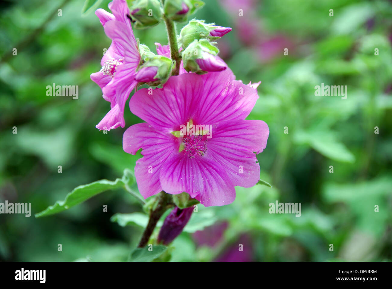 Mallow flower stem Stock Photo - Alamy