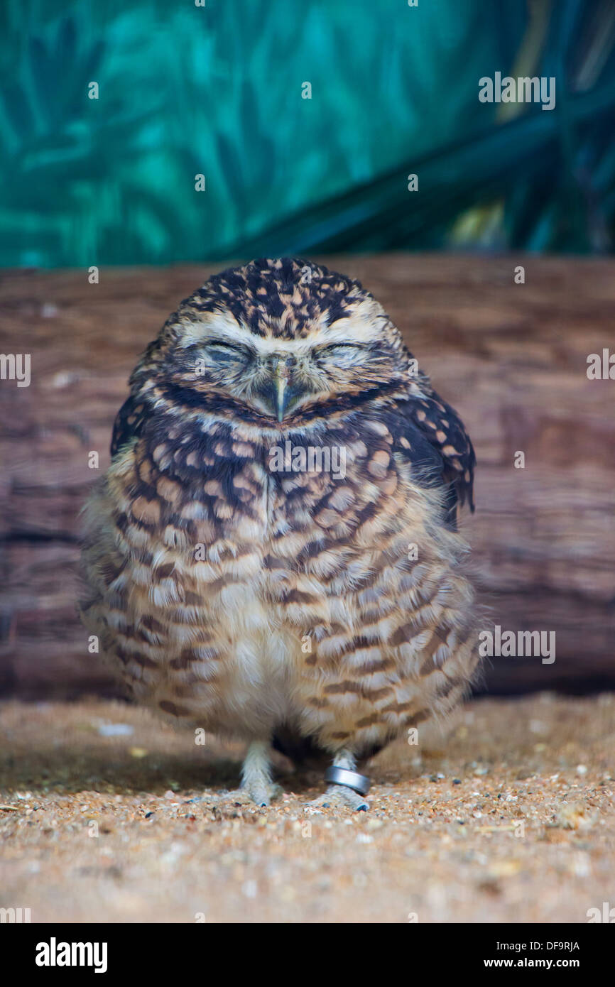 Owl sleeping hi-res stock photography and images - Alamy