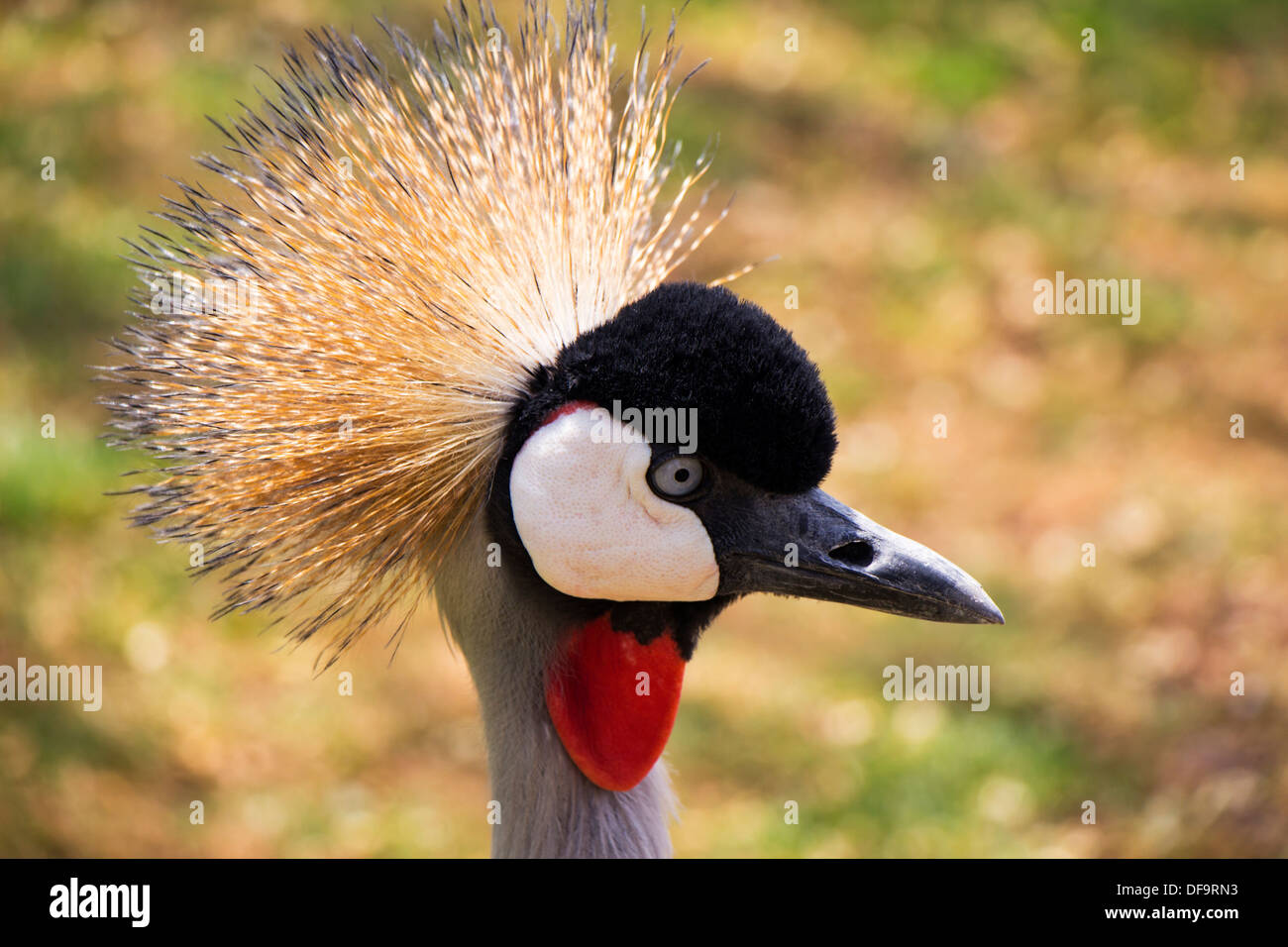Grey crest hi-res stock photography and images - Alamy