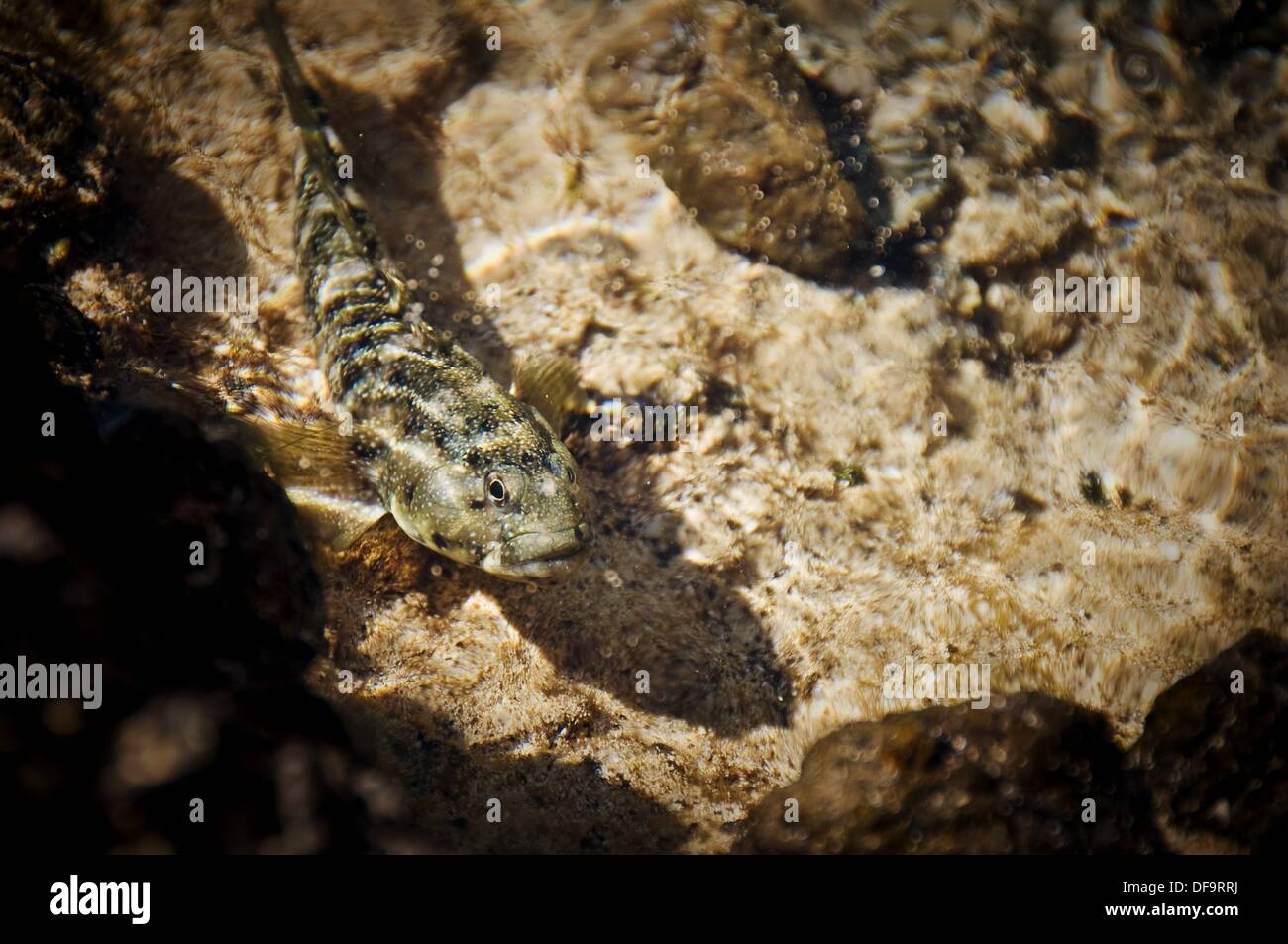 Charo hi-res stock photography and images - Alamy