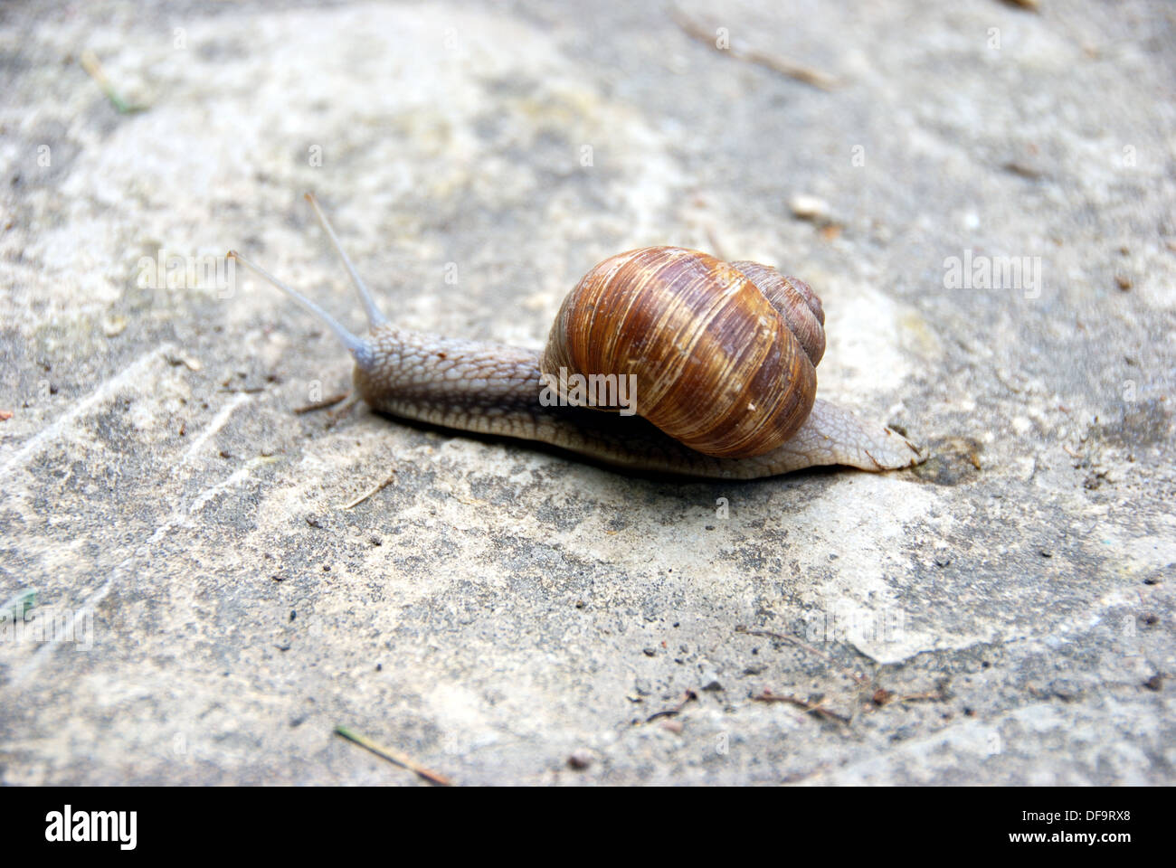Land snail europe hi-res stock photography and images - Alamy