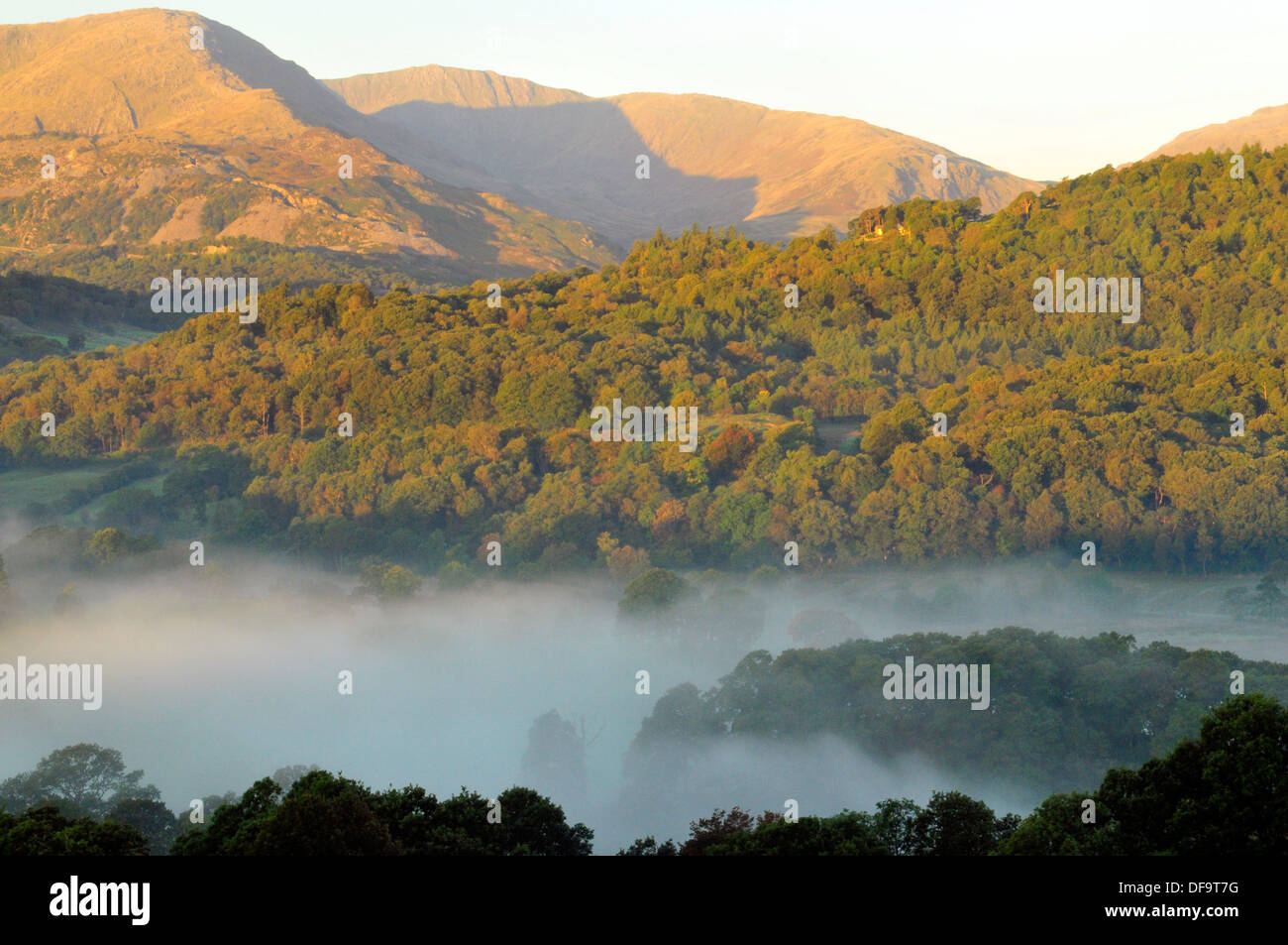 Woodland mist hi-res stock photography and images - Alamy