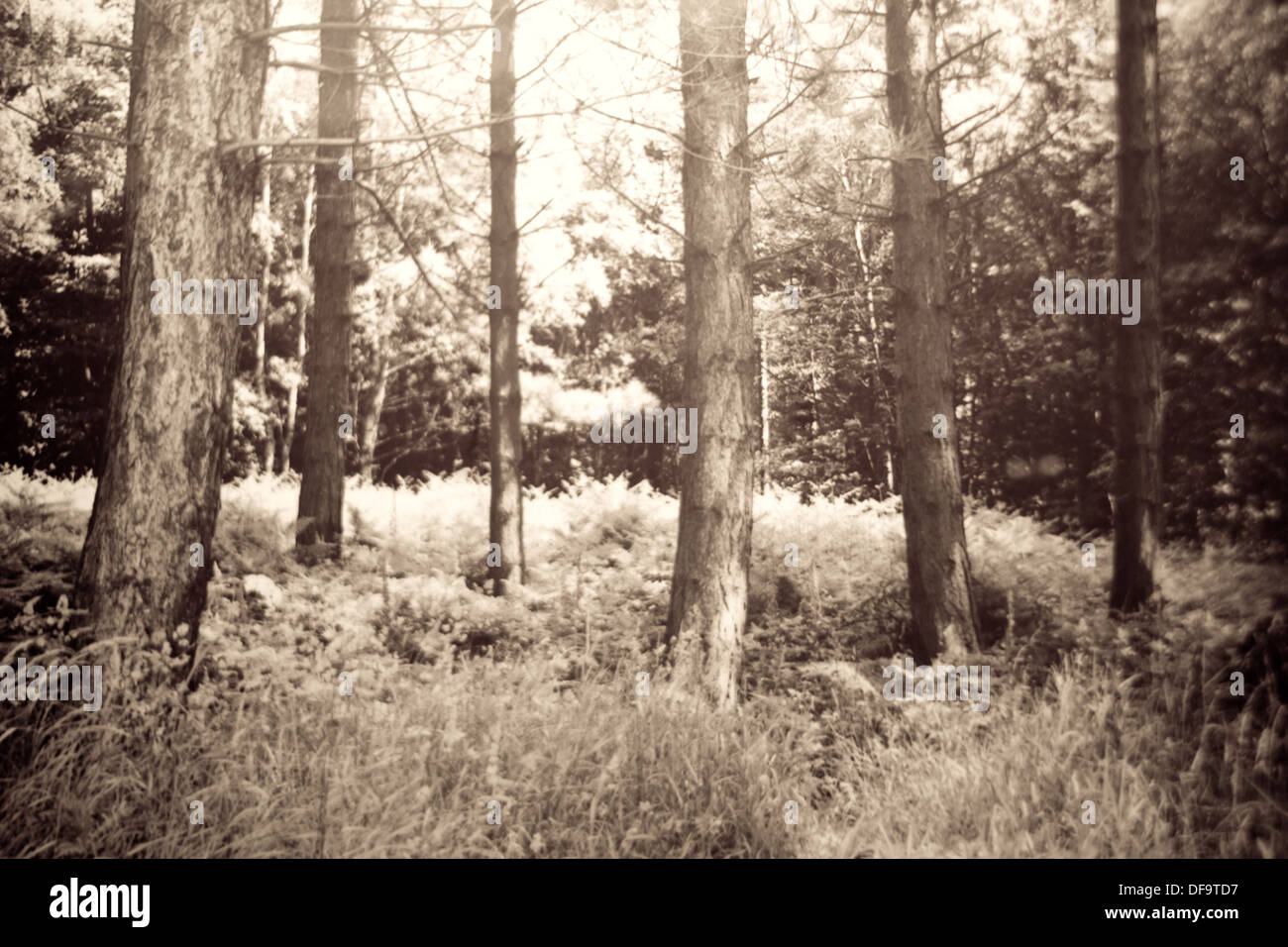 A dreamy scene taken in a wooded area Stock Photo - Alamy