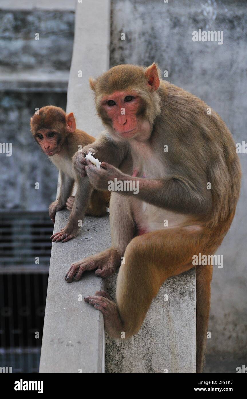 God of monkeys hi-res stock photography and images - Alamy