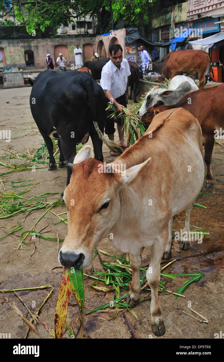 Ganga cows india hi-res stock photography and images - Alamy