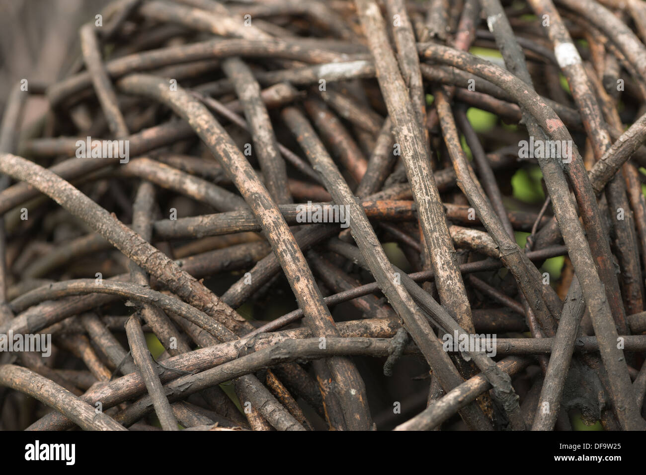 woven twigs branches of willow into network and mesh forming a barrier ...